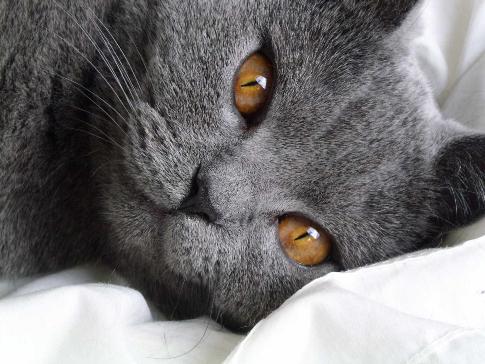 Chartreux Cat Wallpapers (13 images) - WallpaperCat