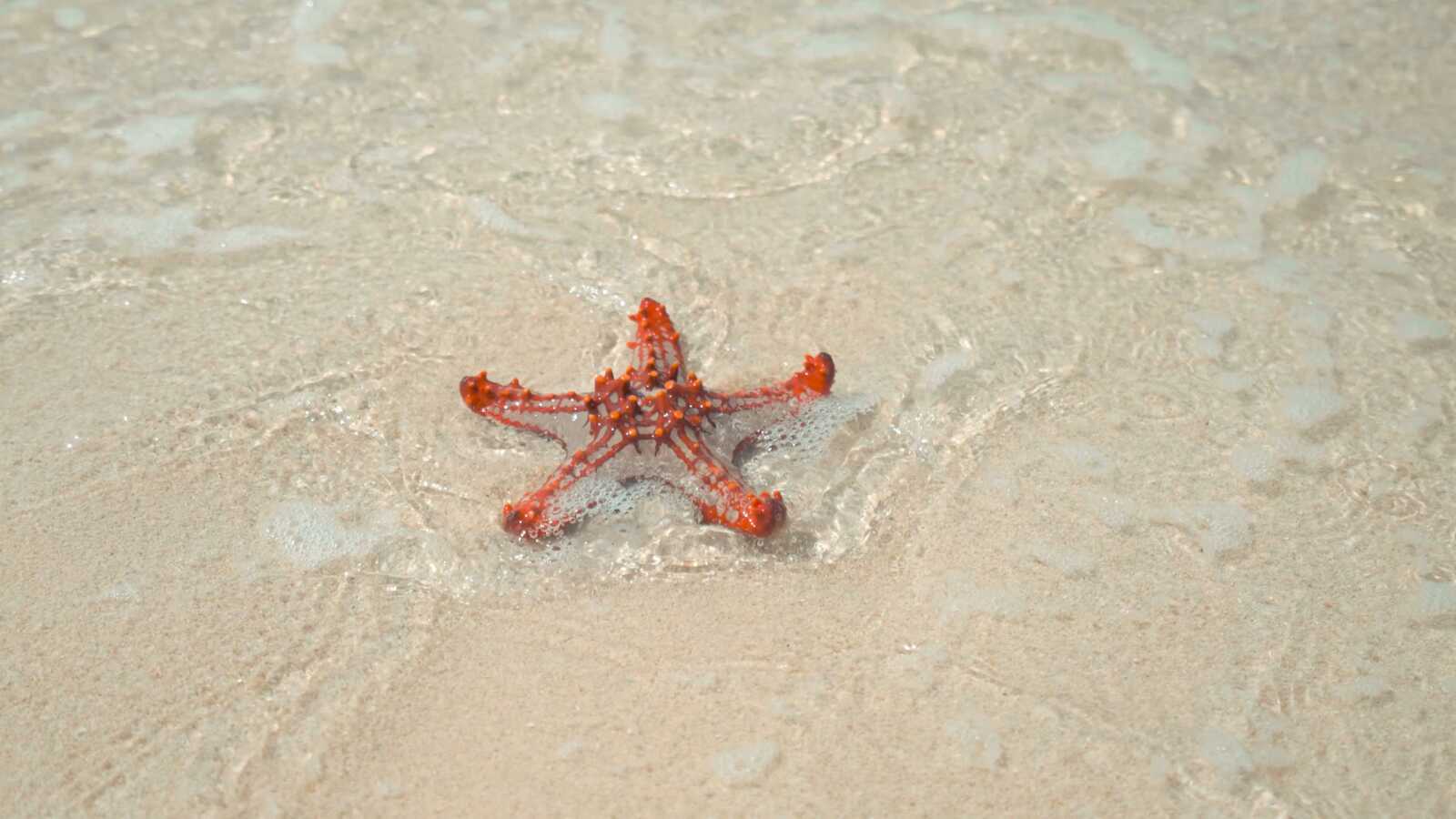 Sea Star Wallpapers (36 images) - WallpaperCat