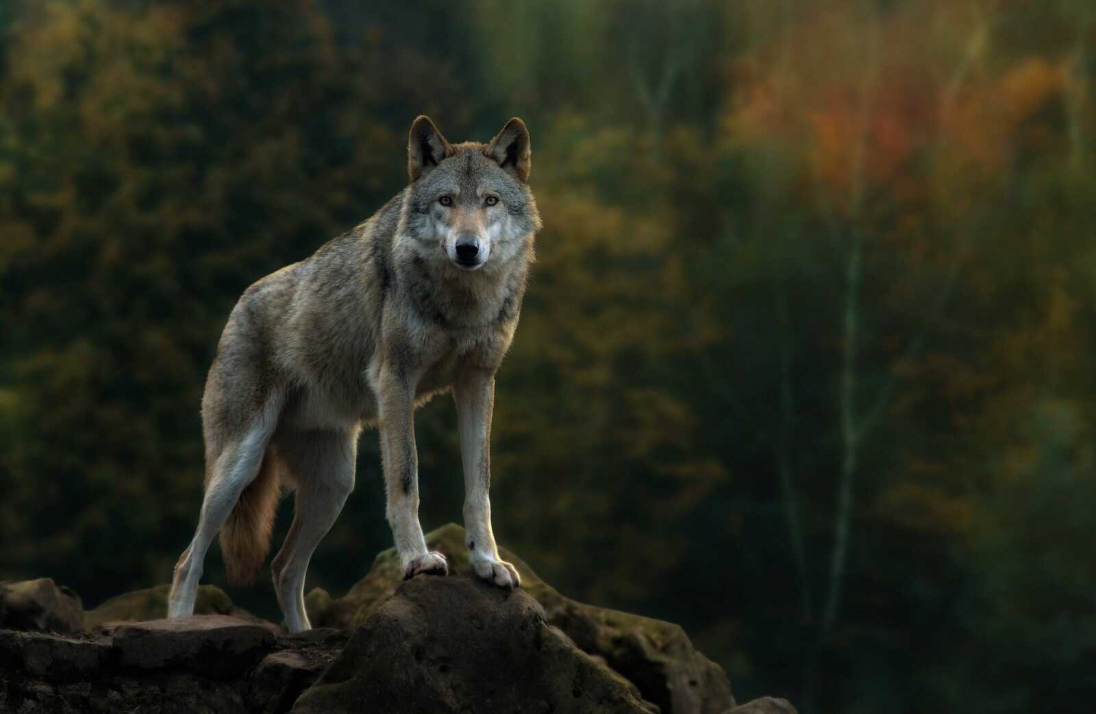 Wolf Wallpapers (122 images) - WallpaperCat