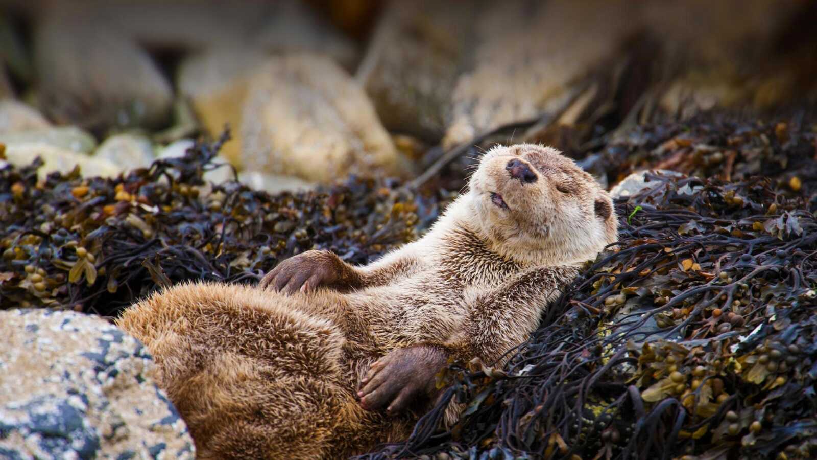 Otter Wallpapers (54 images) - WallpaperCat
