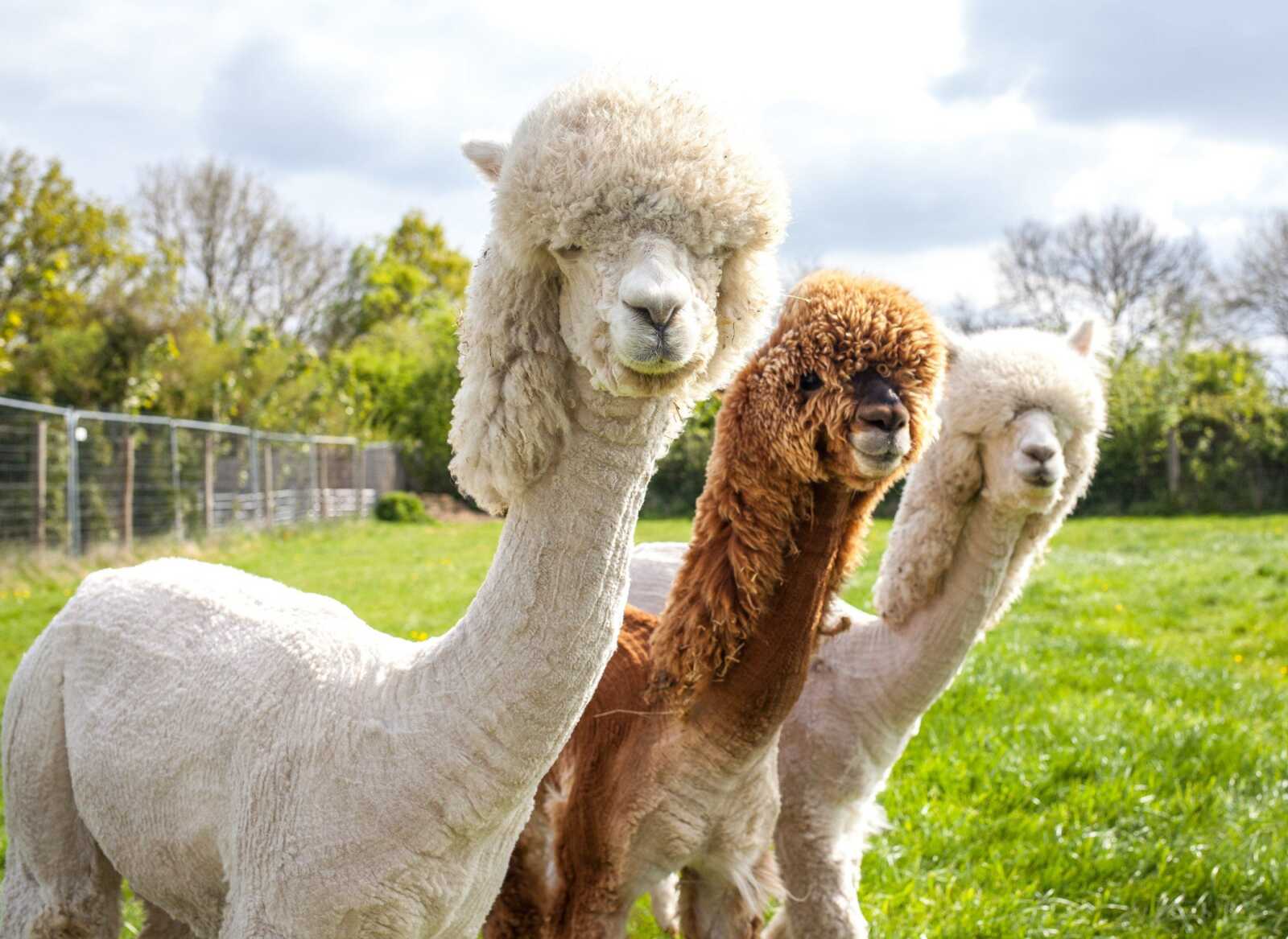 Alpaca Wallpapers (42 images) - WallpaperCat