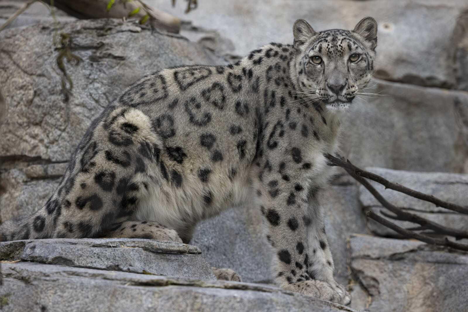 Snow Leopard Wallpapers (76 images) - WallpaperCat