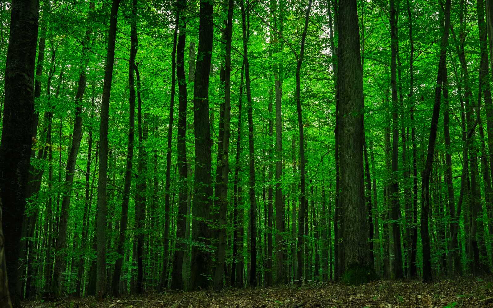 Green Forest Wallpapers (59 images) - WallpaperCat