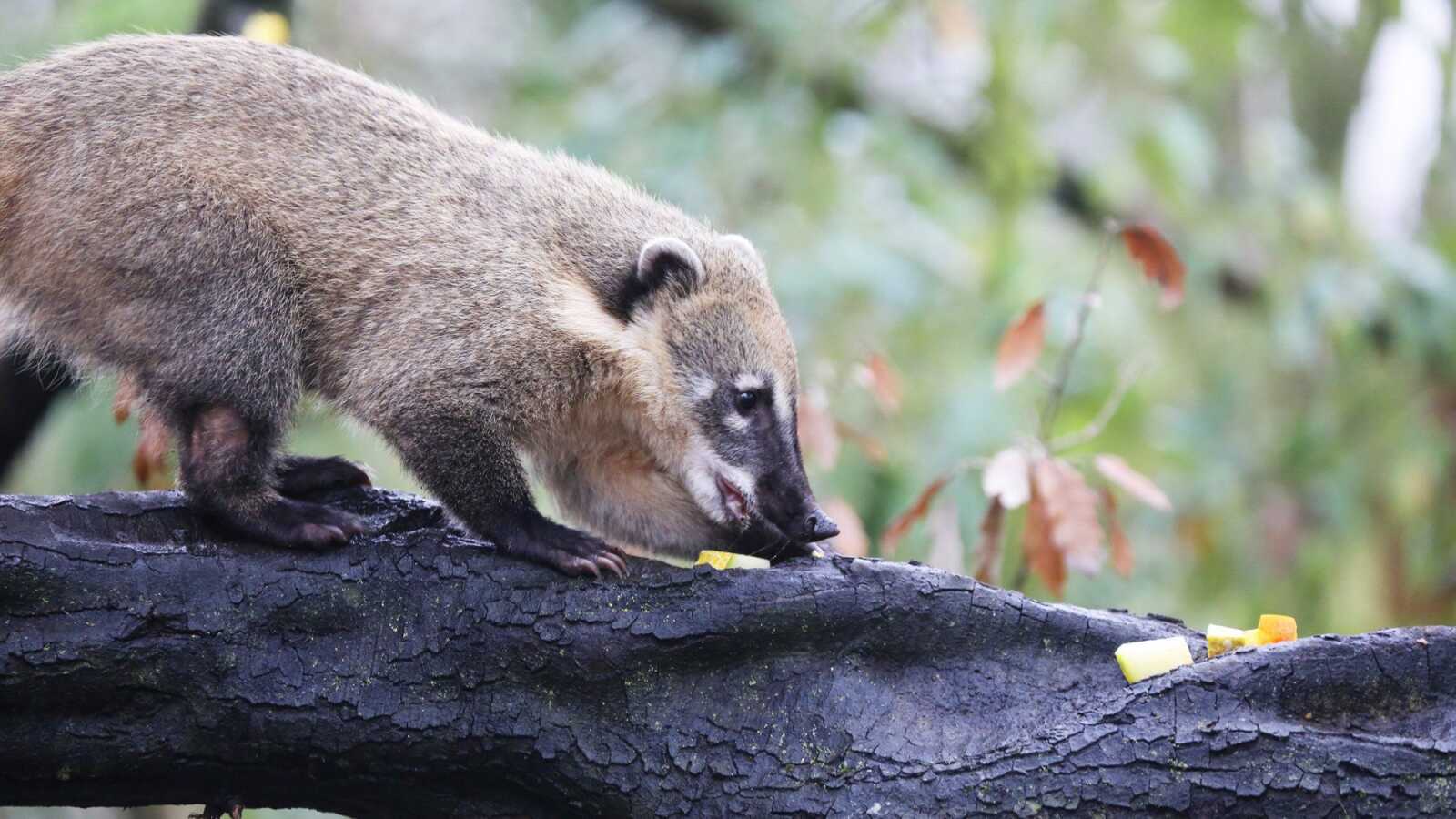 Coati Wallpapers (24 images) - WallpaperCat