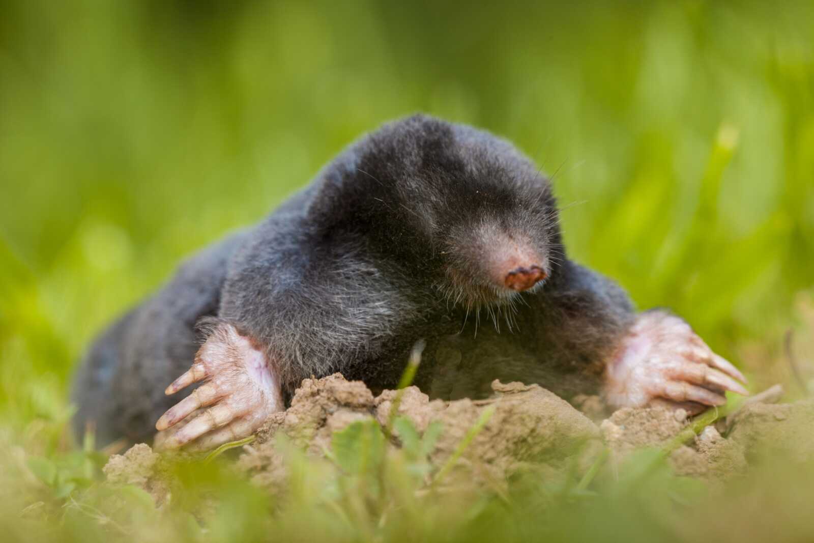 Mole Wallpapers (23 images) - WallpaperCat