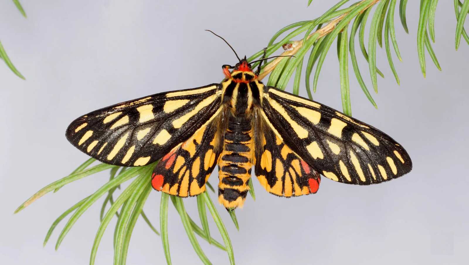 Moth Wallpapers (38 images) - WallpaperCat