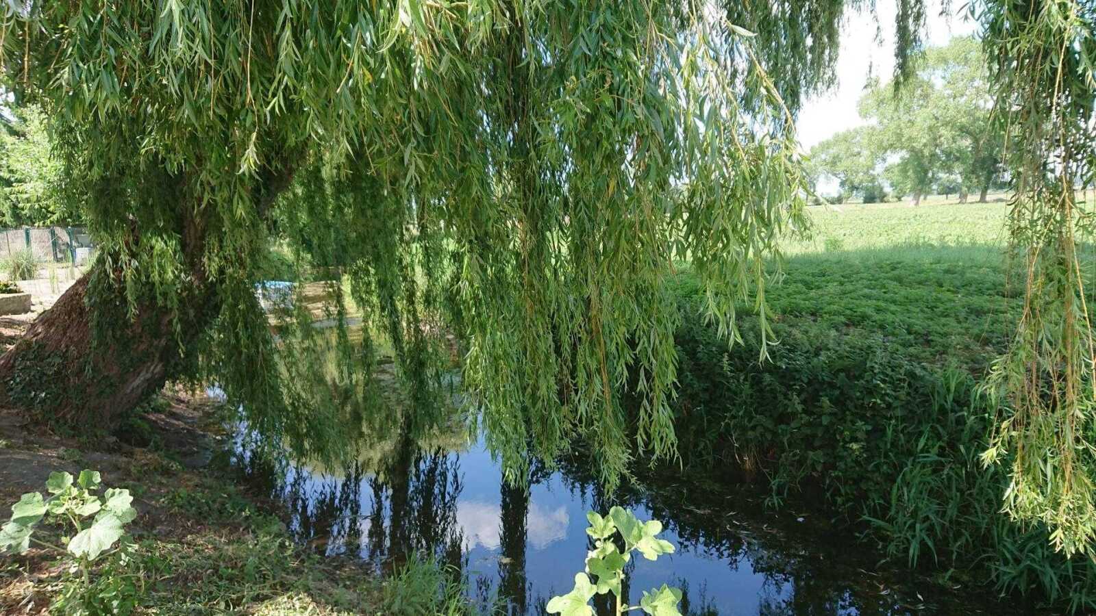 Willow Tree Wallpapers (47 images) - WallpaperCat