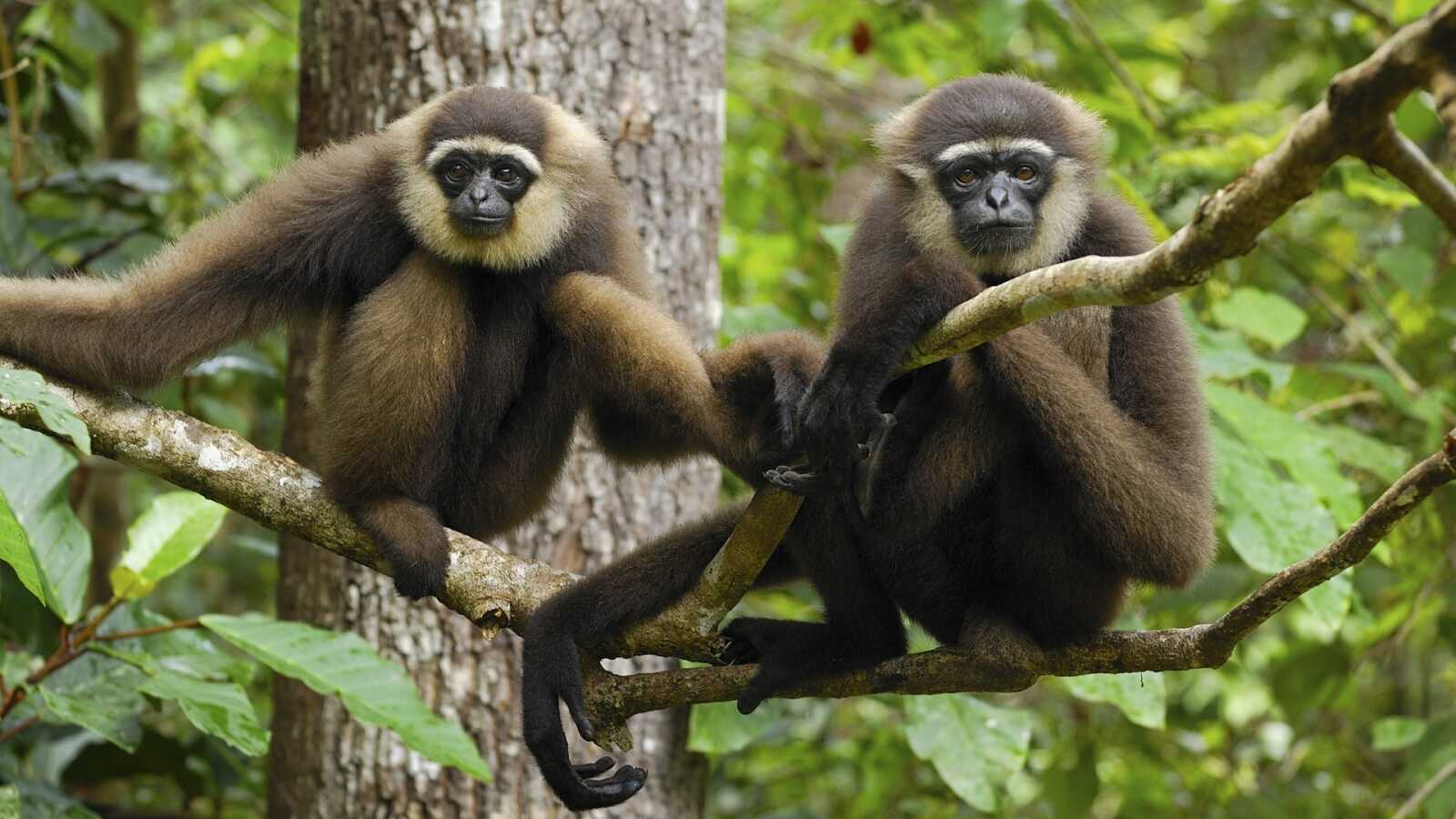 Monkey Wallpapers (60 images) - WallpaperCat