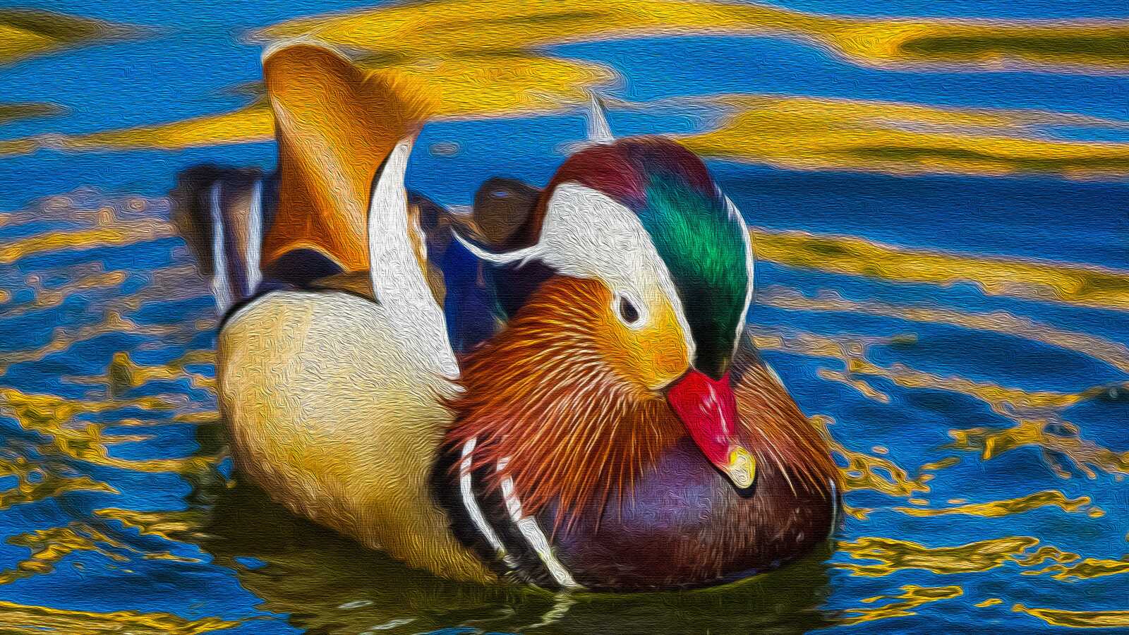Duck Wallpapers (58 images) - WallpaperCat