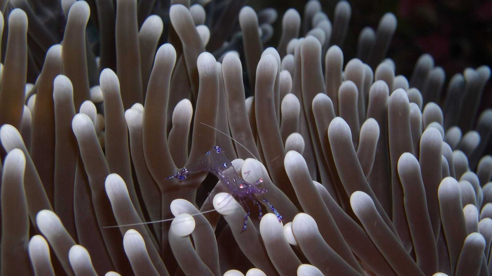 Sea Anemone Wallpapers (47 images) - WallpaperCat