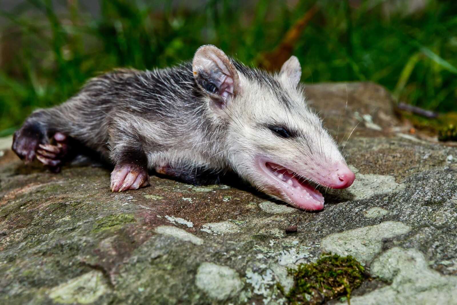 Opossum Wallpapers (38 images) - WallpaperCat