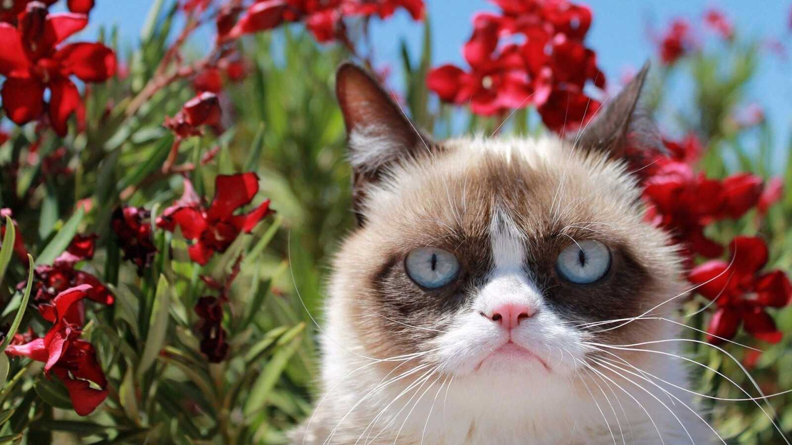 Grumpy Cat Wallpapers (23 images) - WallpaperCat