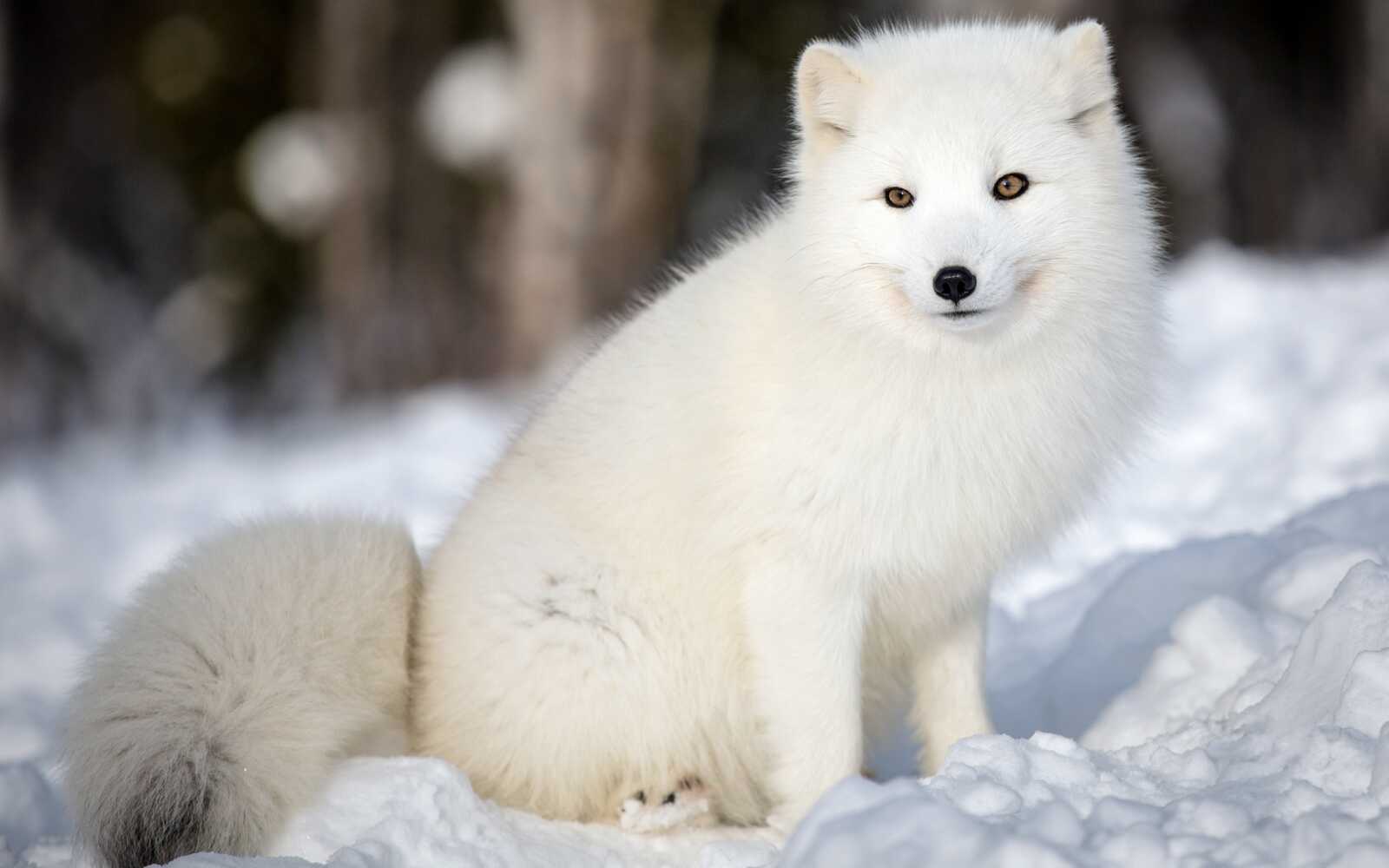 Arctic Fox Wallpapers (61 images) - WallpaperCat