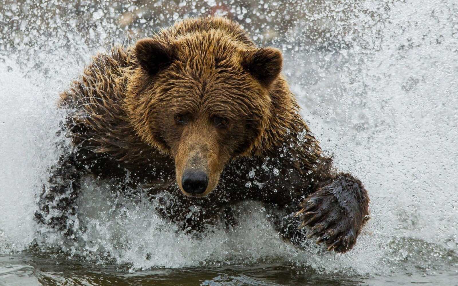 Bear Wallpapers (97 images) - WallpaperCat