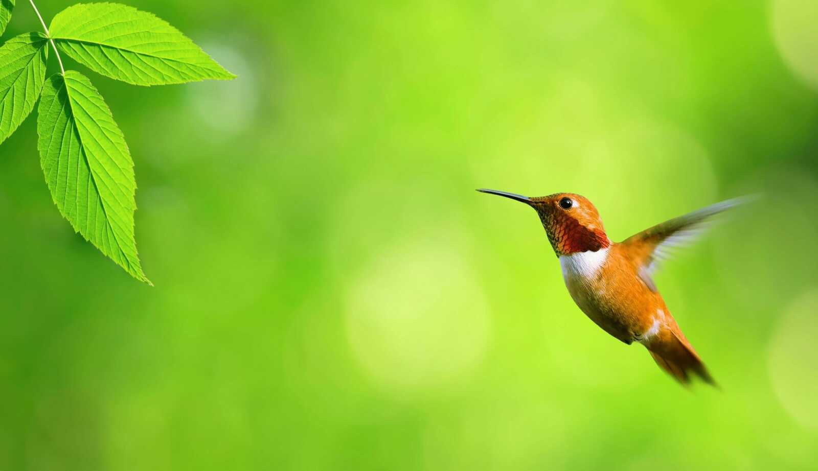 Bird Wallpapers (109 images) - WallpaperCat