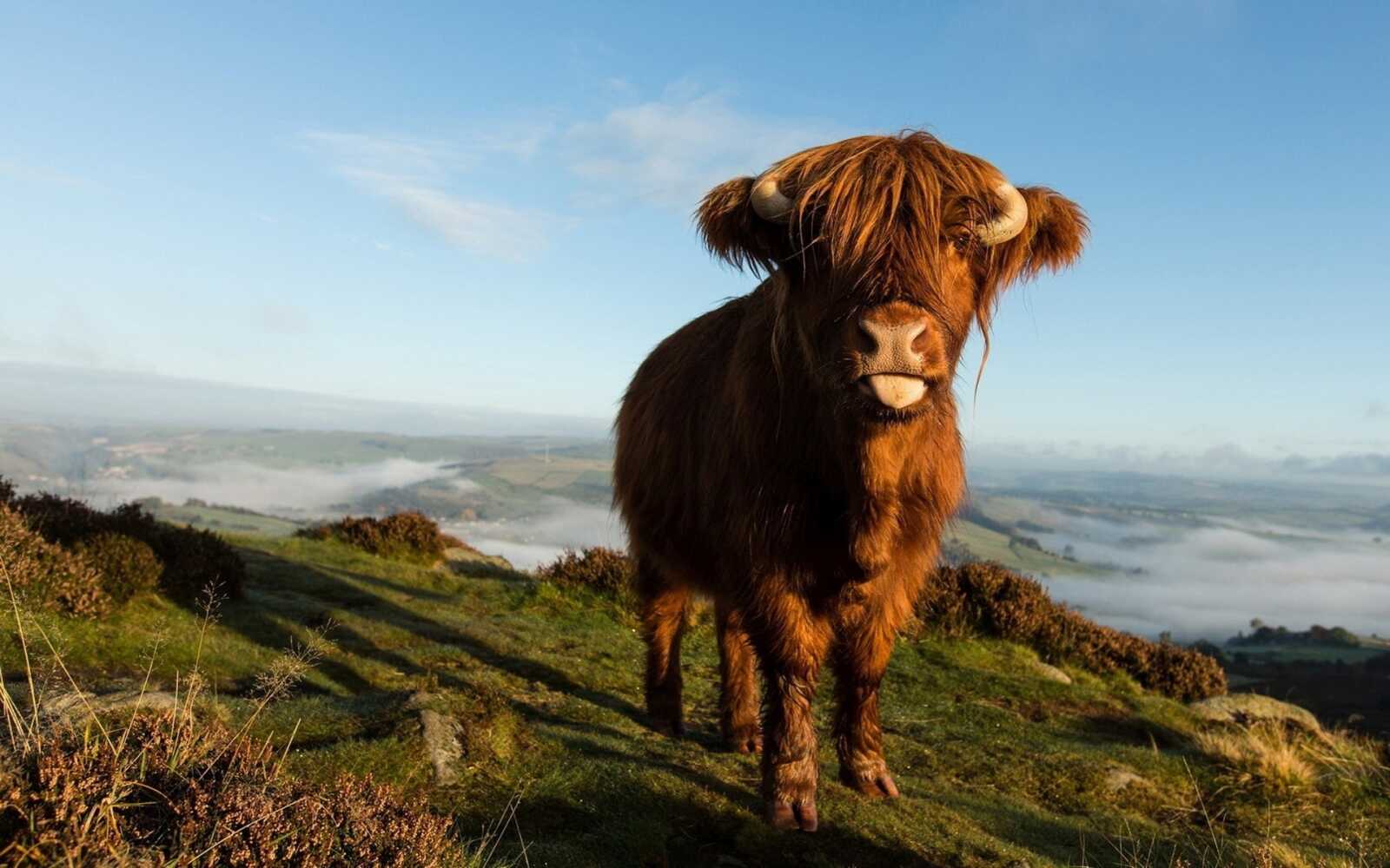 Cow Wallpapers (58 images) - WallpaperCat