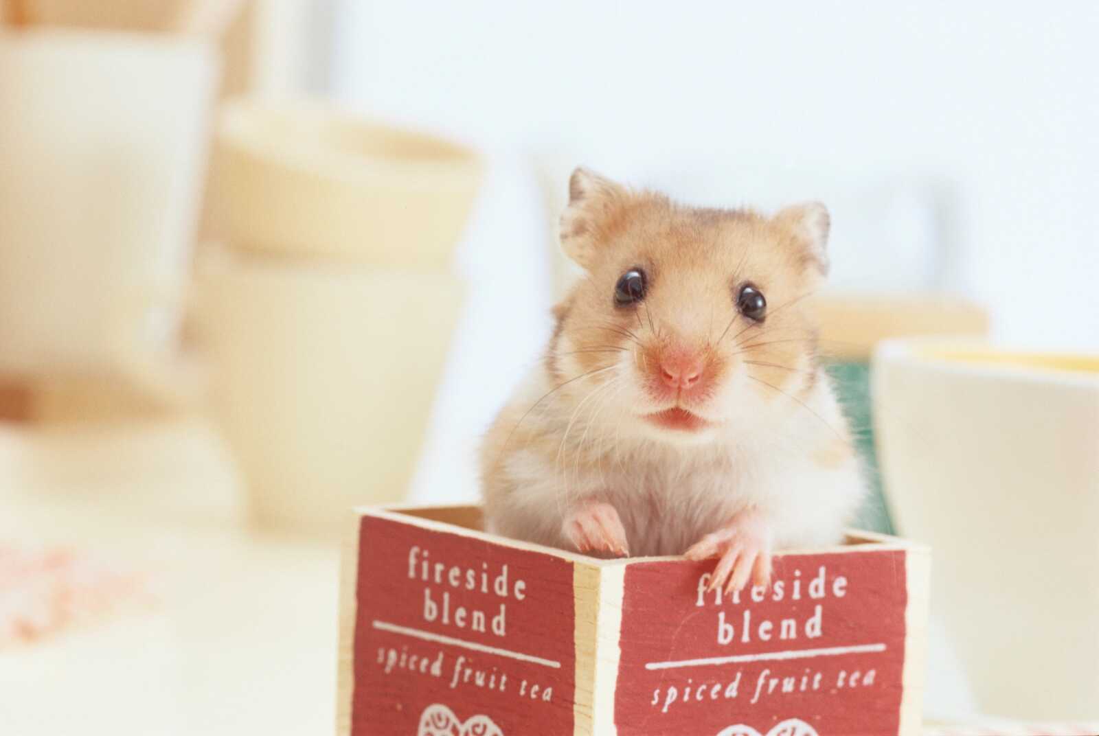 Hamster Wallpapers (49 images) - WallpaperCat