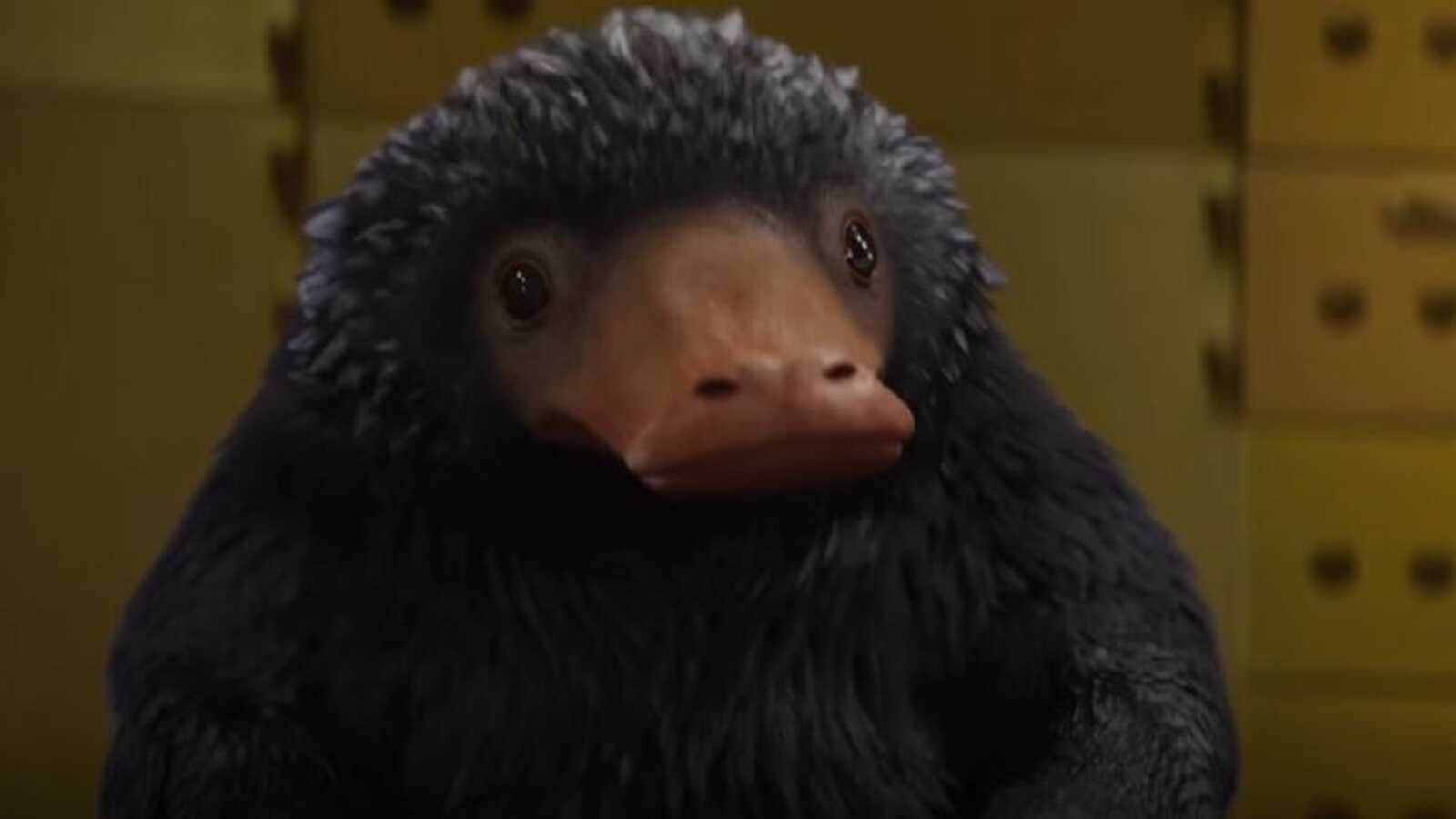 Niffler (Fantastic Beasts) Wallpapers (16 images) - WallpaperCat