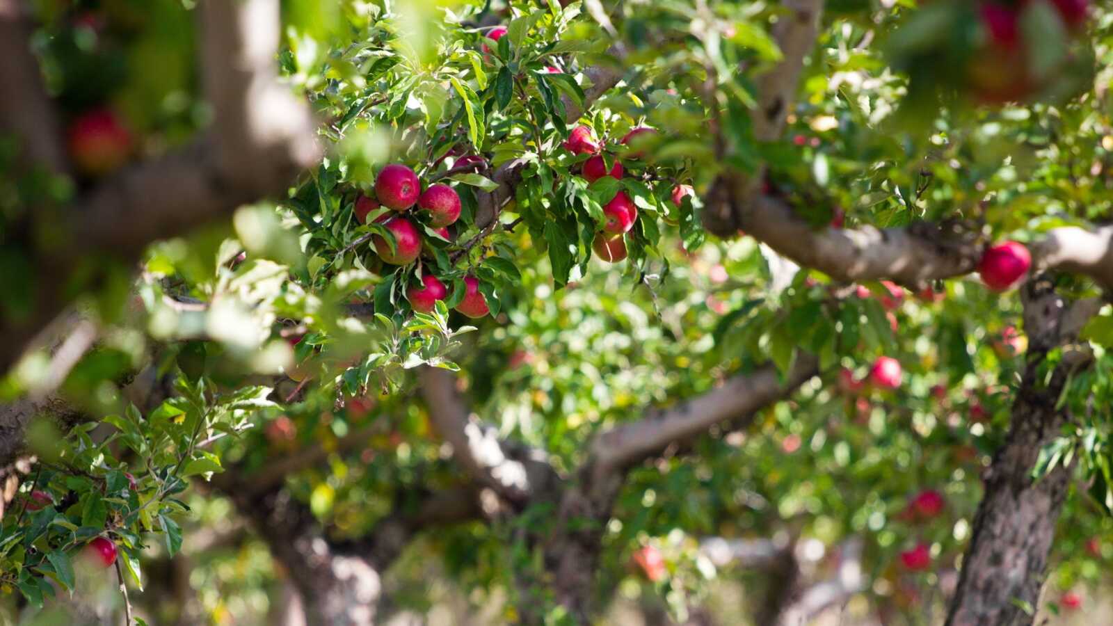 Apple Tree Wallpapers (70 images) - WallpaperCat