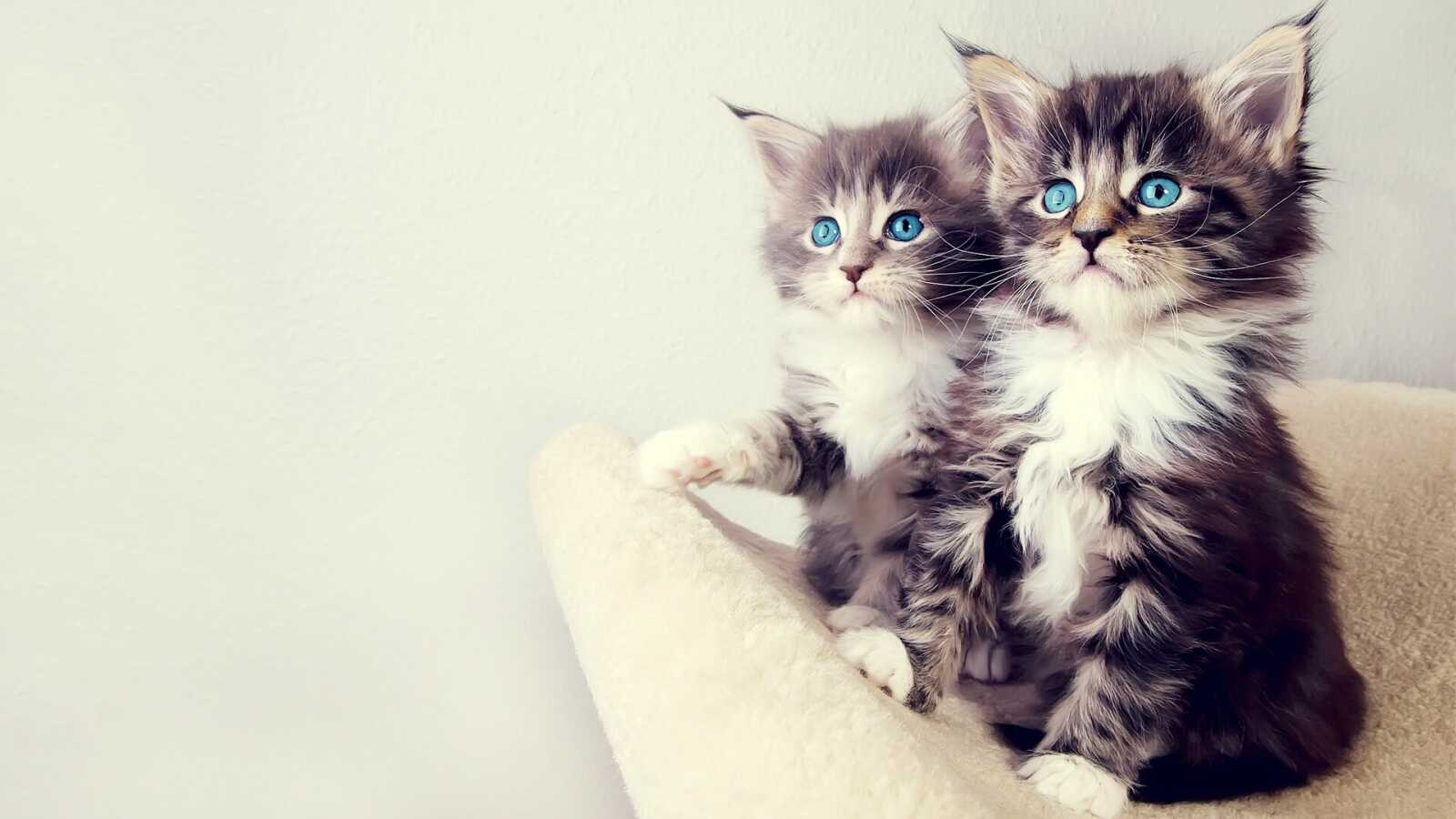 Kitten Wallpapers (115 images) - WallpaperCat