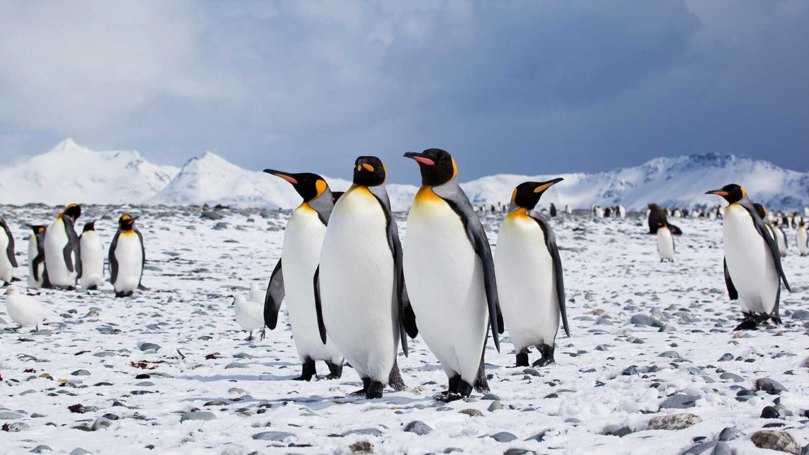Antarctica Wallpapers (114 images) - WallpaperCat