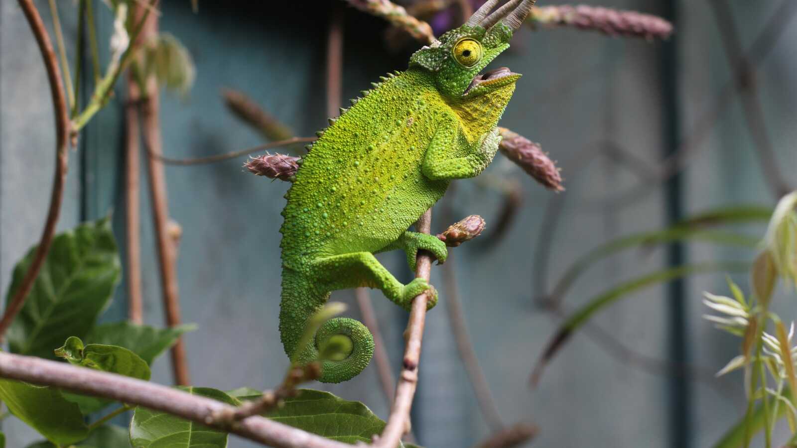 Lizard Wallpapers (56 images) - WallpaperCat