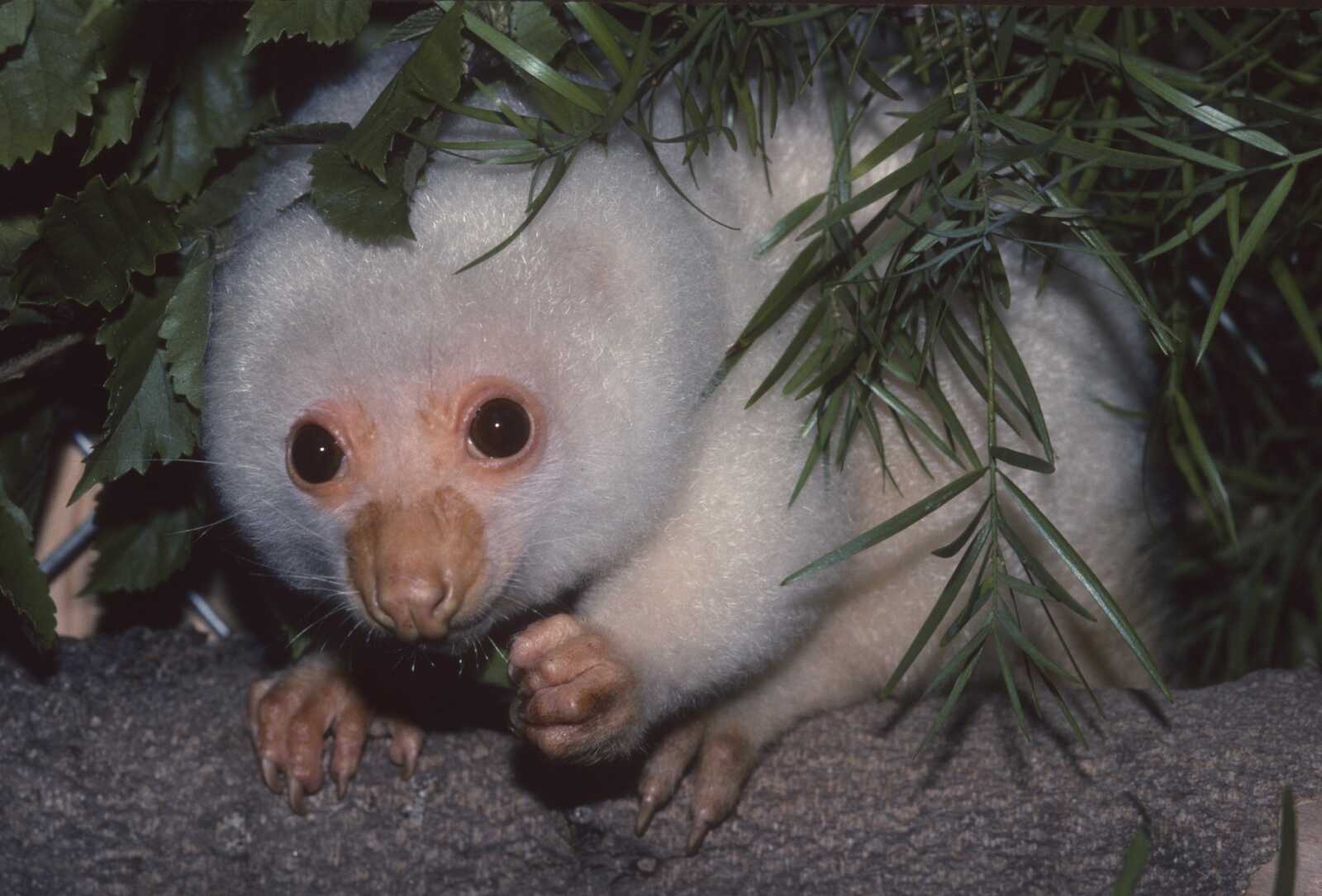 Cuscus (Animal) Wallpapers (21 images) - WallpaperCat