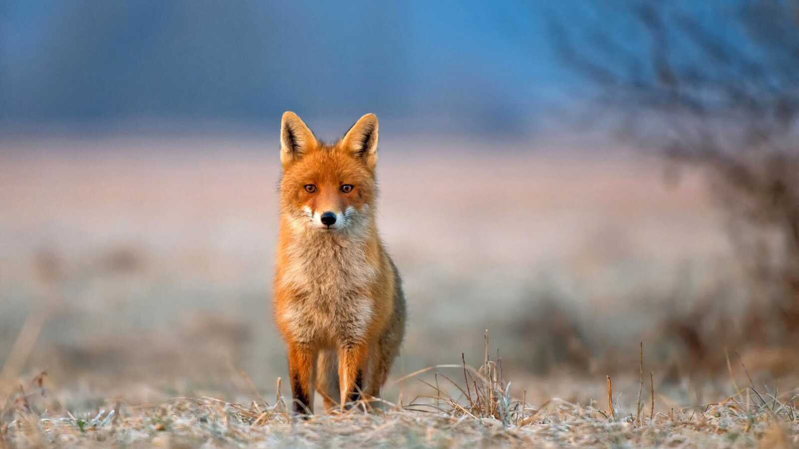 Fox Wallpapers (100 images) - WallpaperCat
