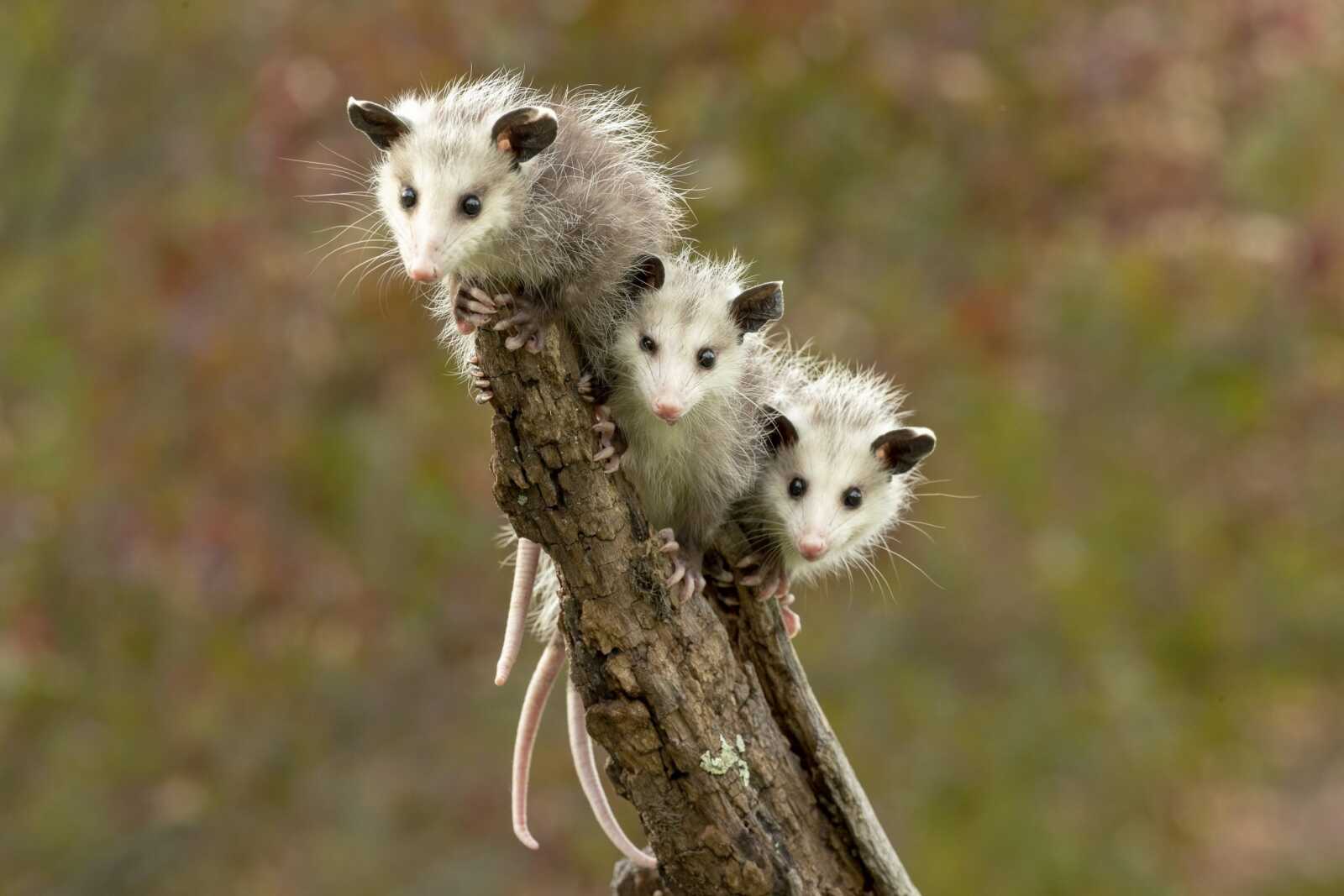 Opossum Wallpapers (38 images) - WallpaperCat