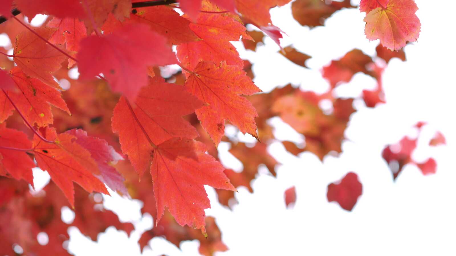 Maple Leaf Wallpapers (112 images) - WallpaperCat