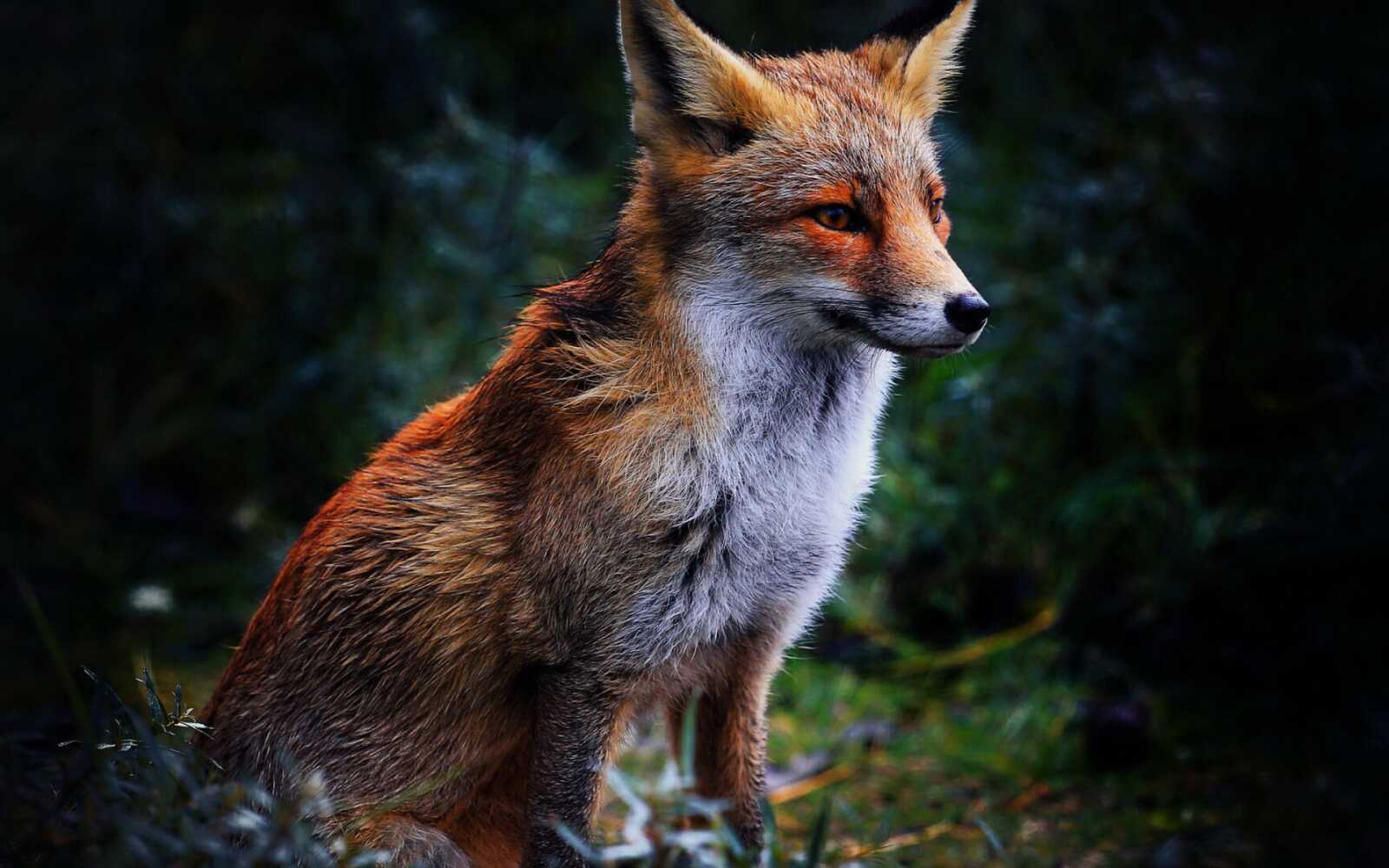 Fox Wallpapers (100 images) - WallpaperCat