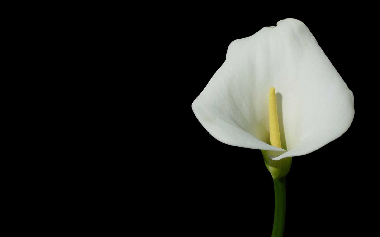 Calla Lily Wallpapers (36 images) - WallpaperCat