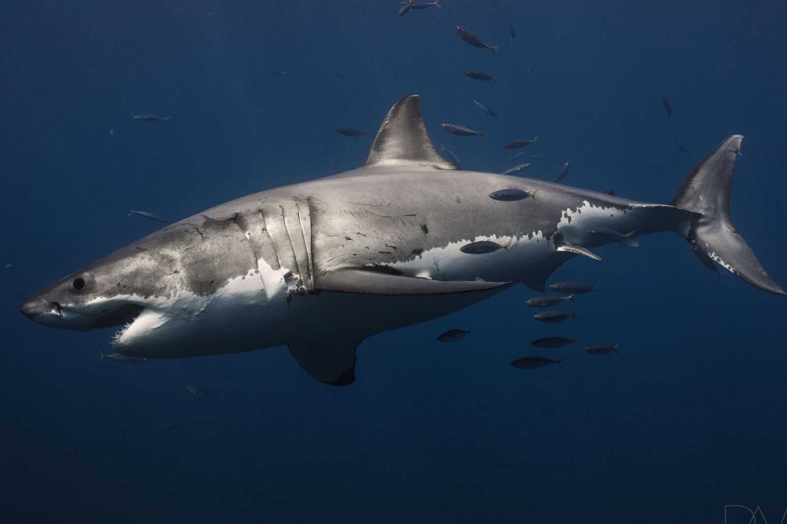 Great White Shark Wallpapers (48 images) - WallpaperCat