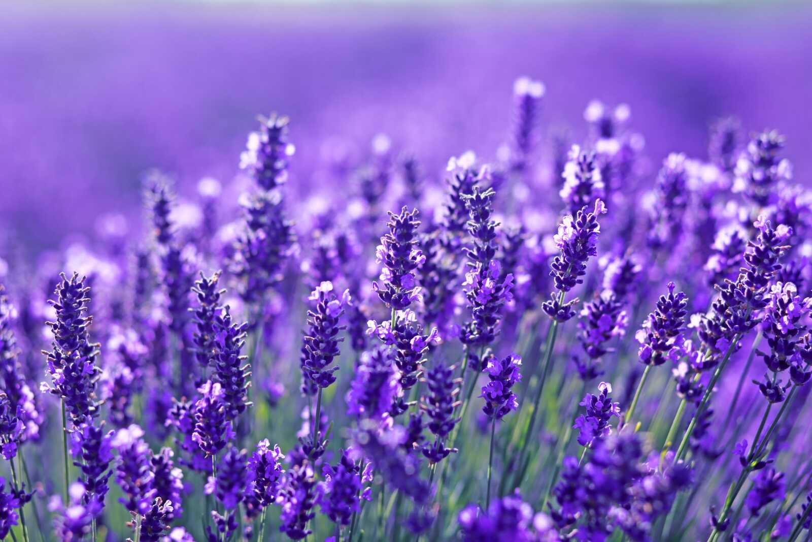 Lavender Wallpapers (97 images) - WallpaperCat