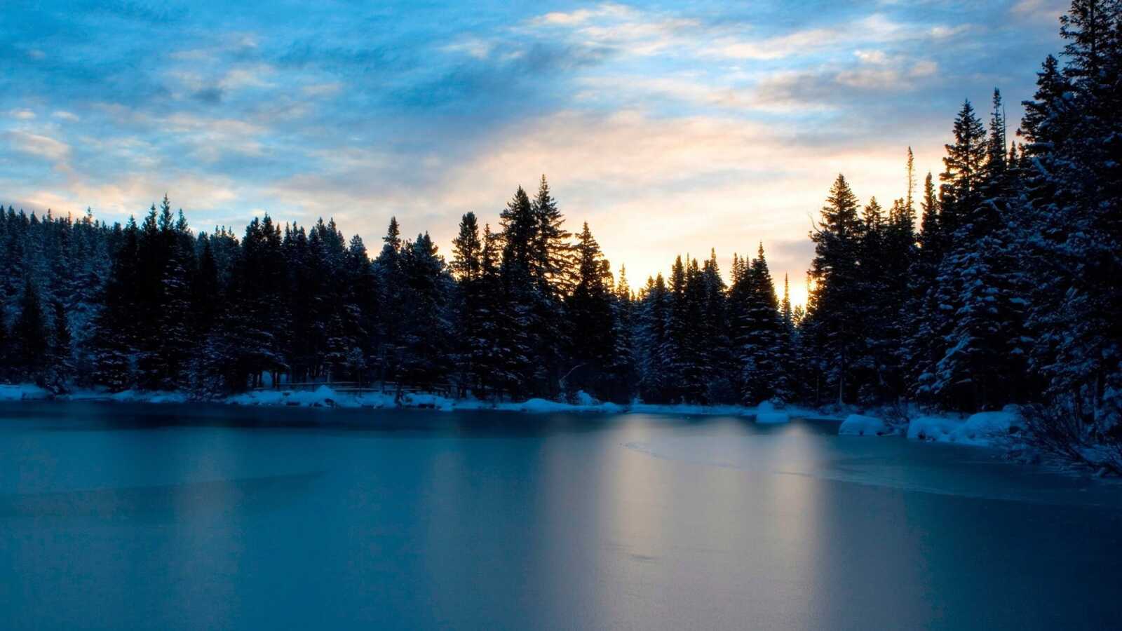 Pine Tree Wallpapers (80 images) - WallpaperCat