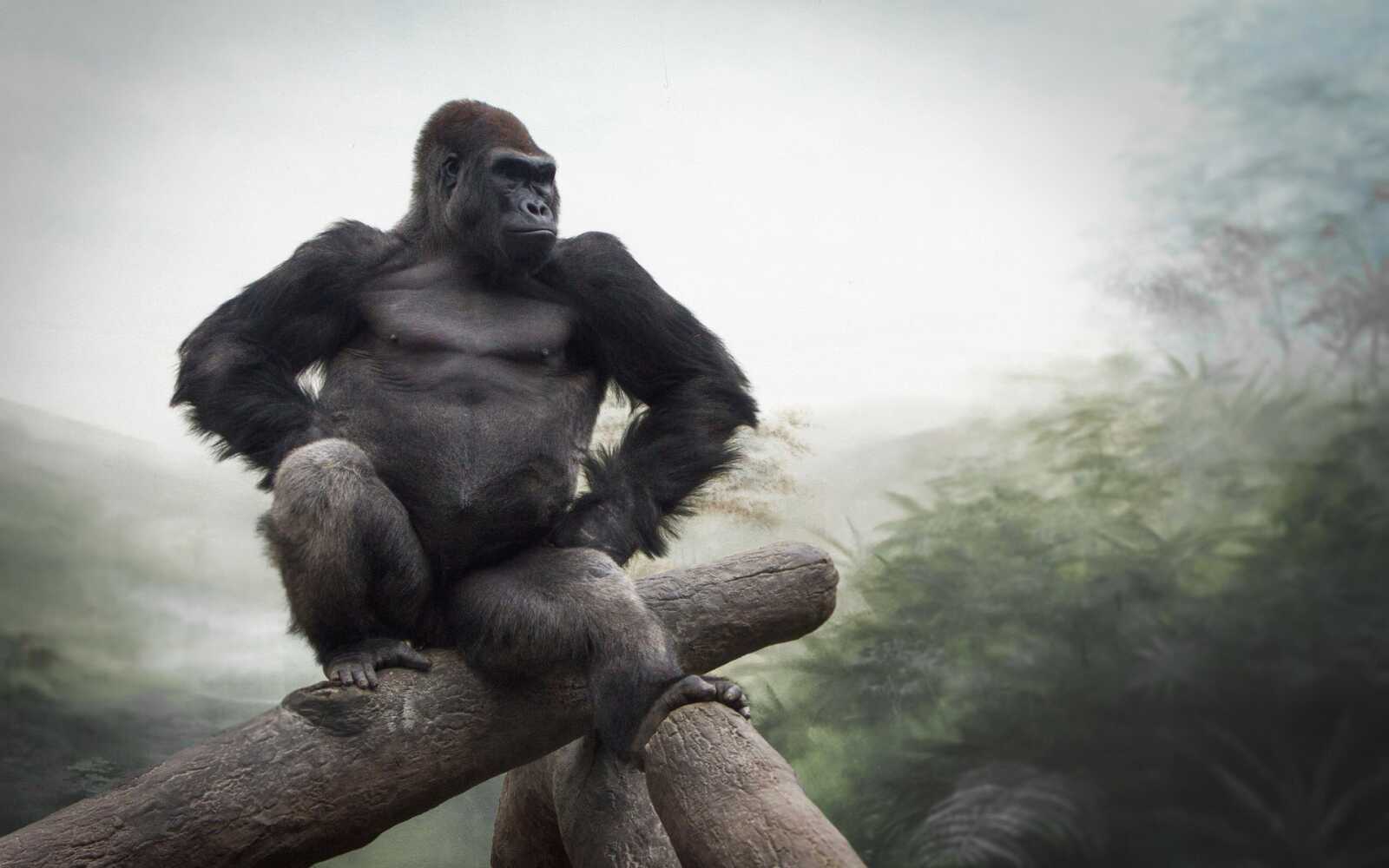 Gorilla Wallpapers (52 images) - WallpaperCat