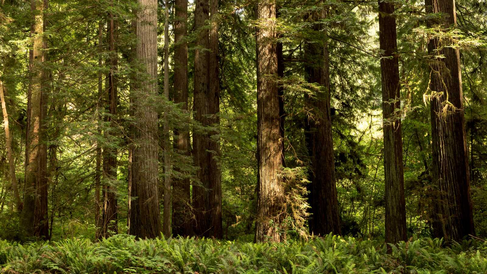 Cedar Tree Wallpapers (23 images) - WallpaperCat