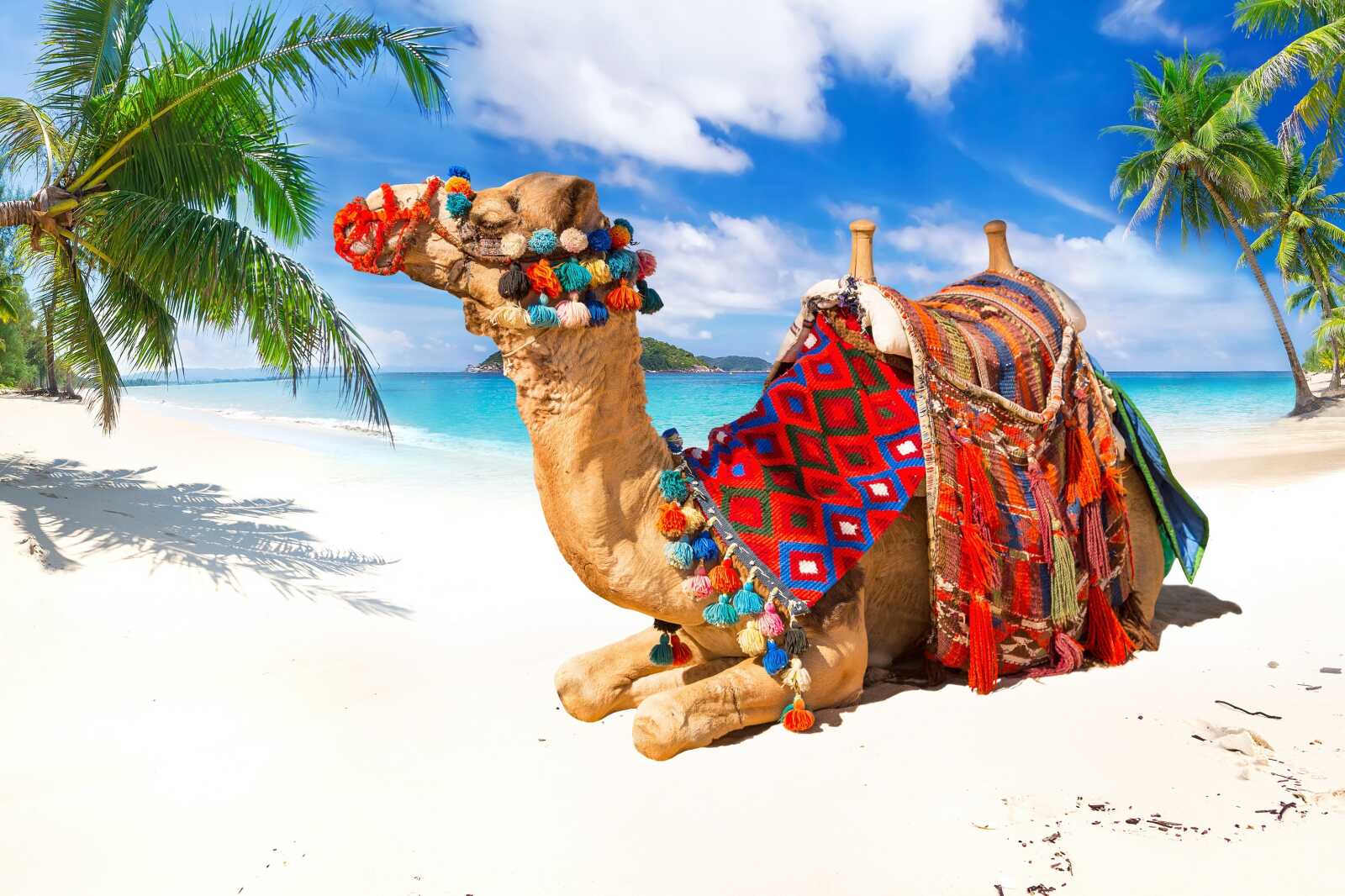 Camel Wallpapers (47 images) - WallpaperCat