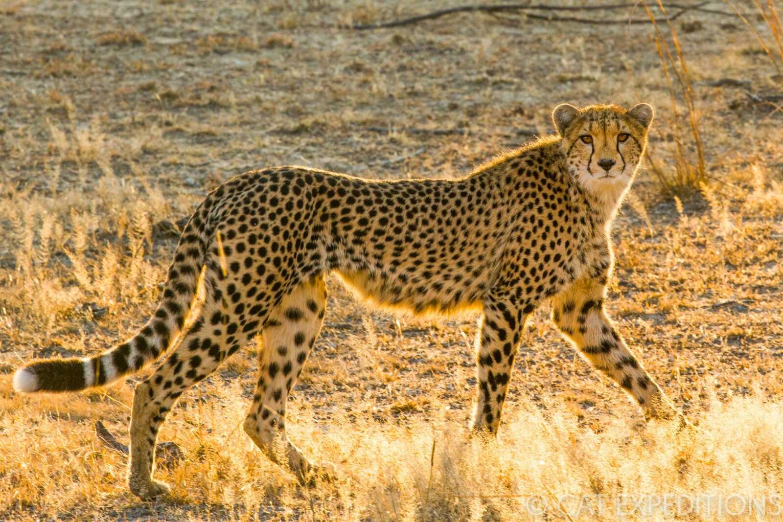 Cheetah Wallpapers (61 images) - WallpaperCat