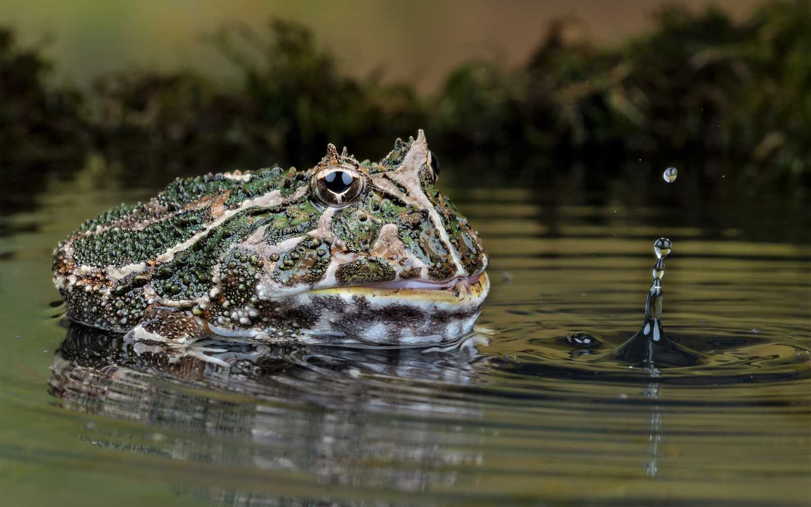 Toad Wallpapers (29 images) - WallpaperCat