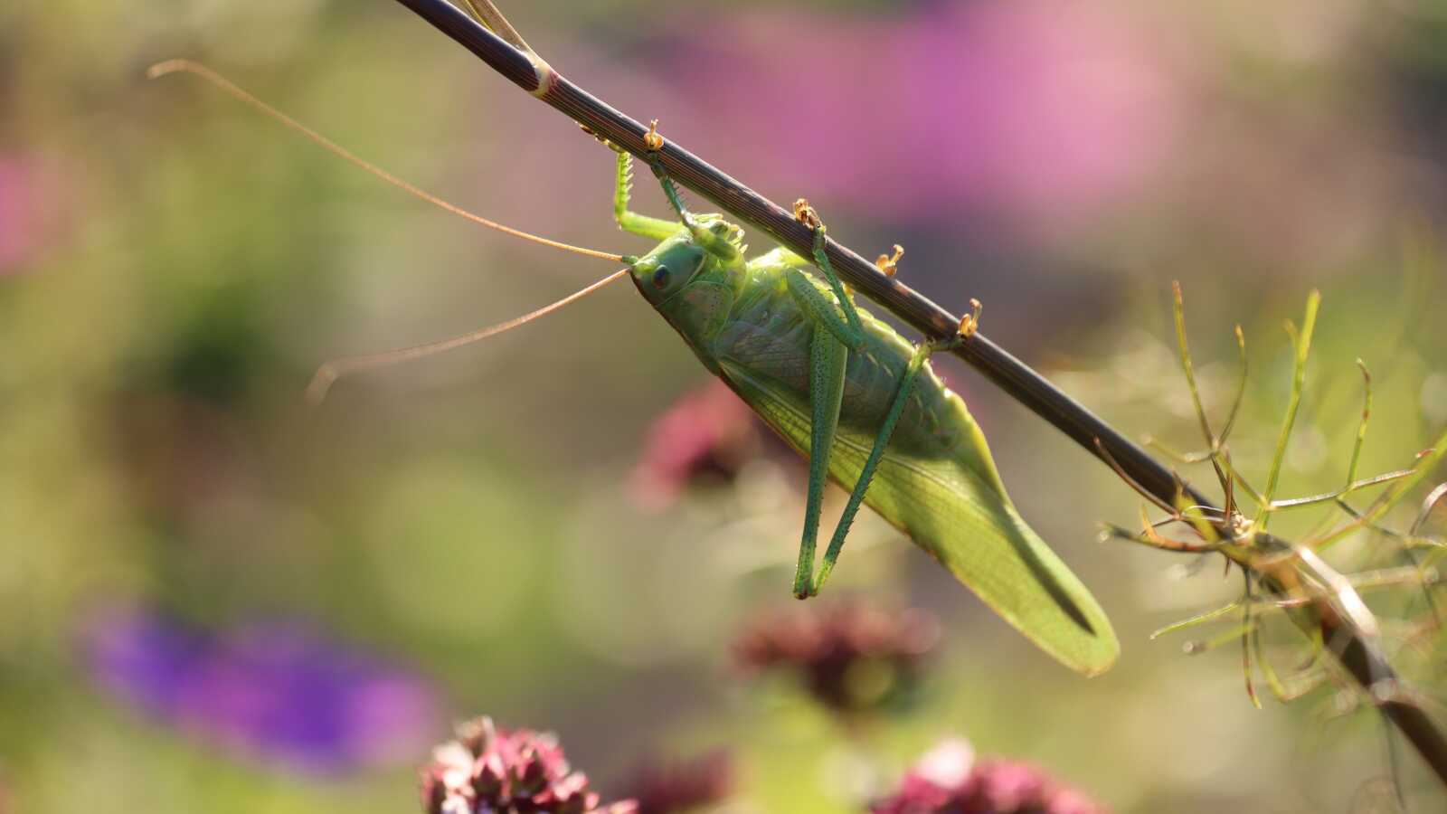 Grasshopper Wallpapers (40 images) - WallpaperCat