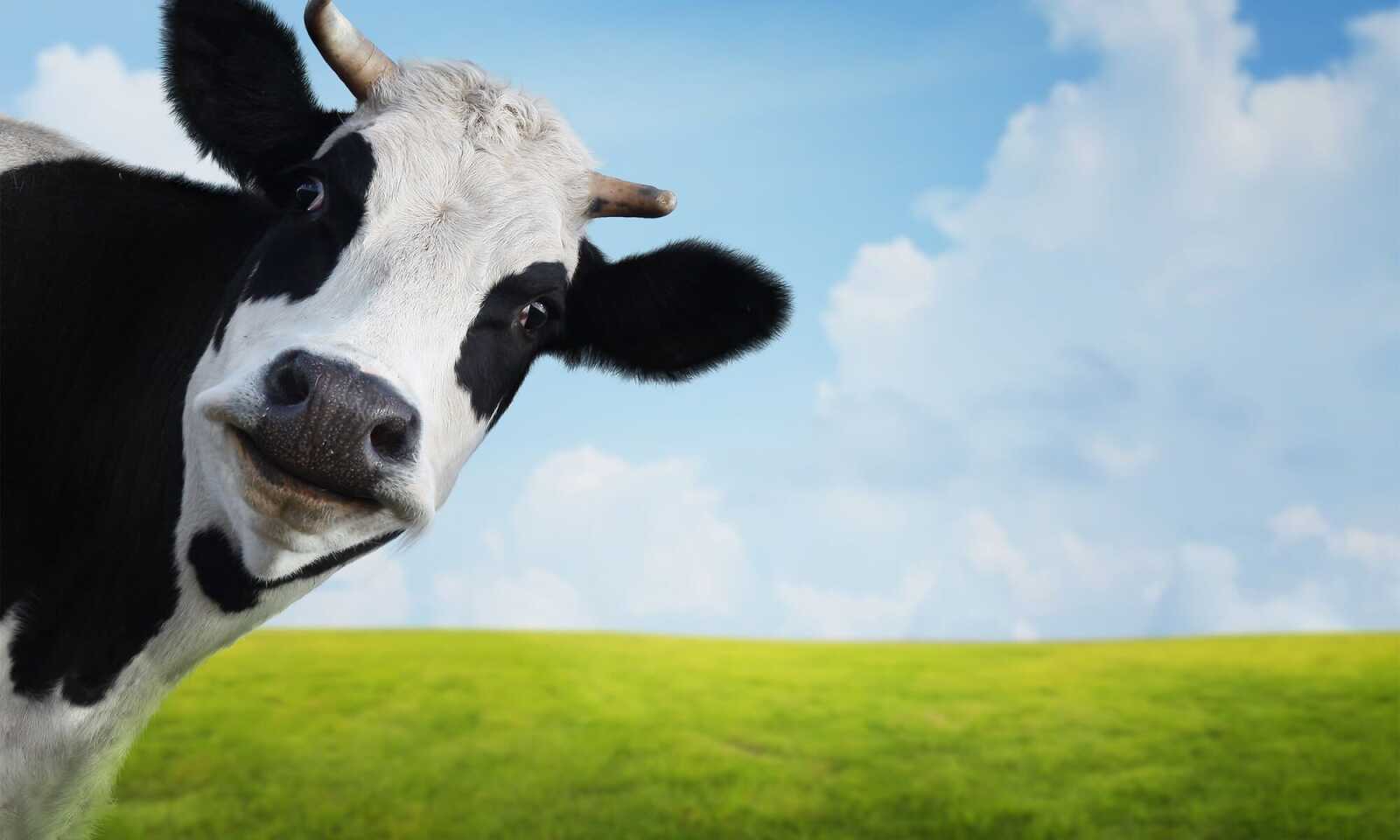 Farm Animals Wallpapers (54 images) - WallpaperCat