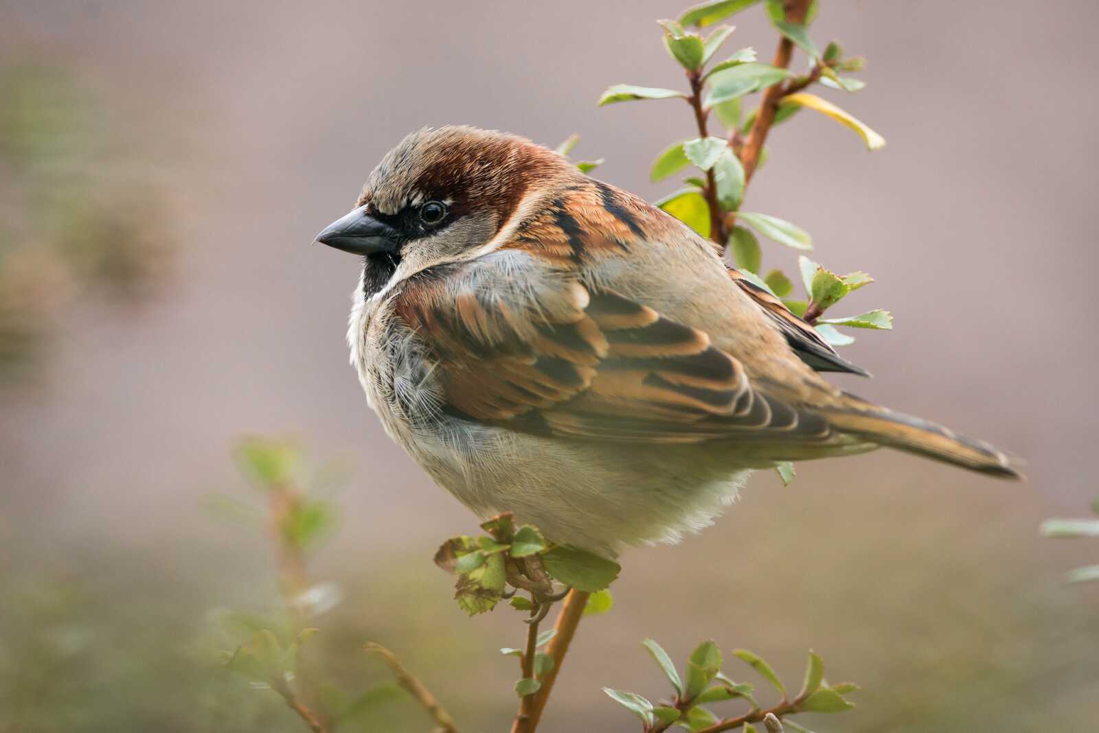 Sparrow (Bird) Wallpapers (46 images) - WallpaperCat