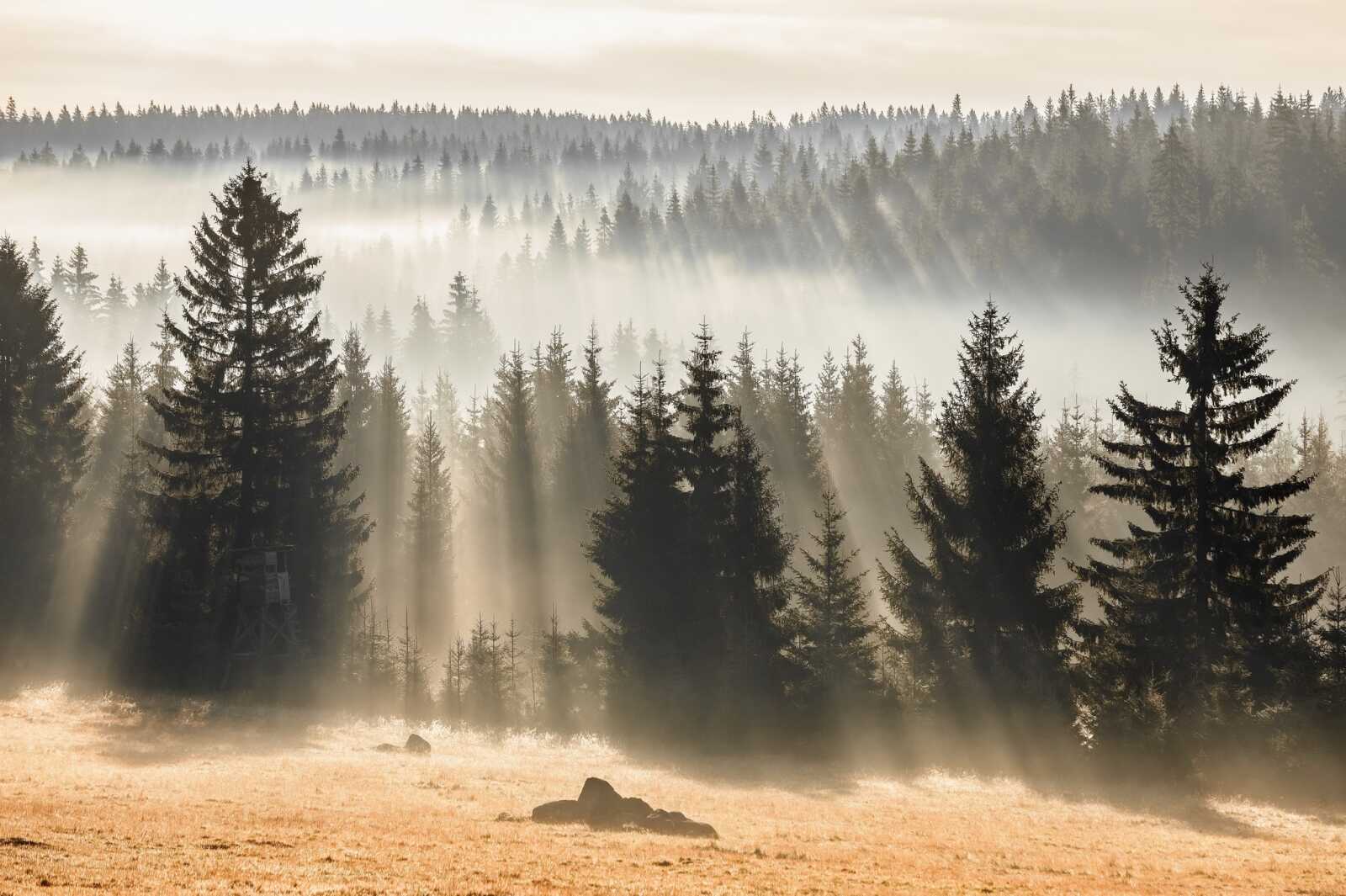 Fir Tree Wallpapers (31 images) - WallpaperCat