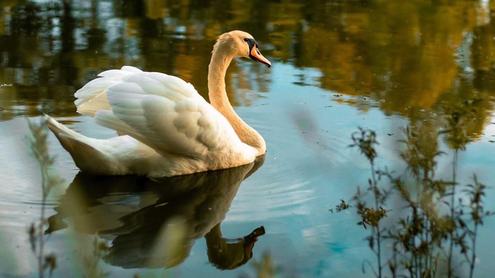 Swan Wallpapers (52 images) - WallpaperCat
