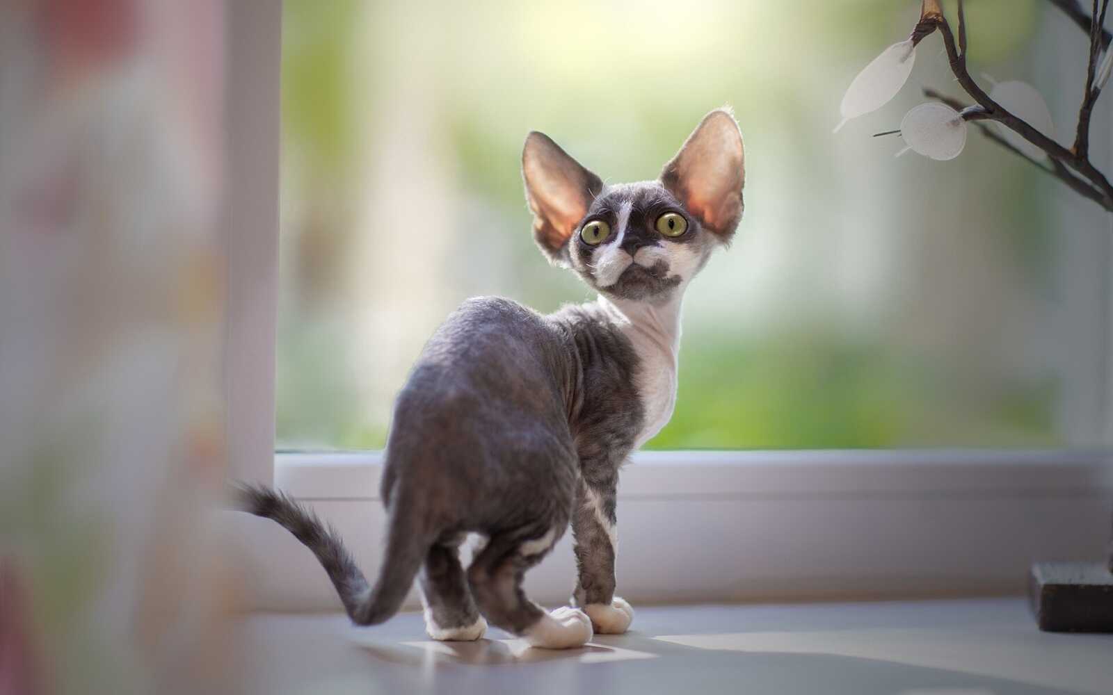 Devon Rex Wallpapers (10 images) - WallpaperCat