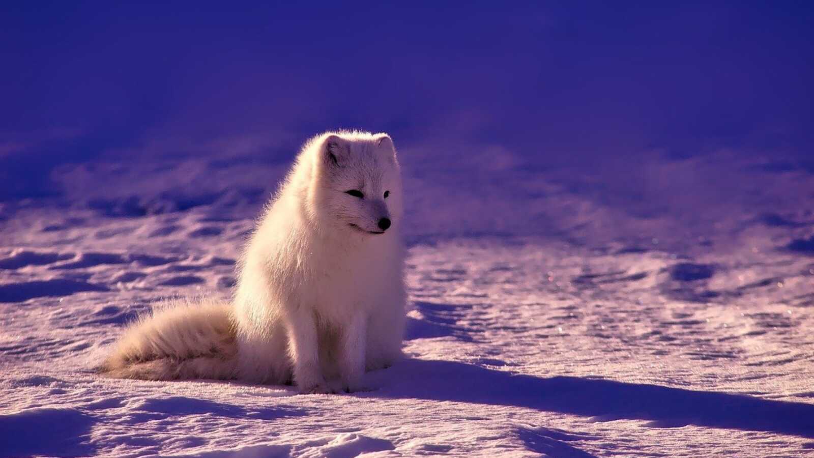 Arctic Fox Wallpapers (61 images) - WallpaperCat