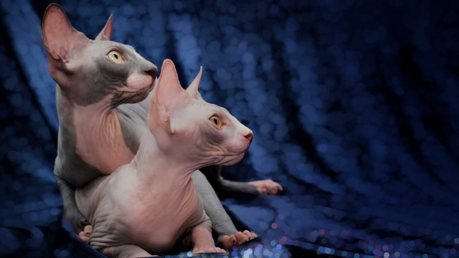 Sphynx Wallpapers (30 images) - WallpaperCat