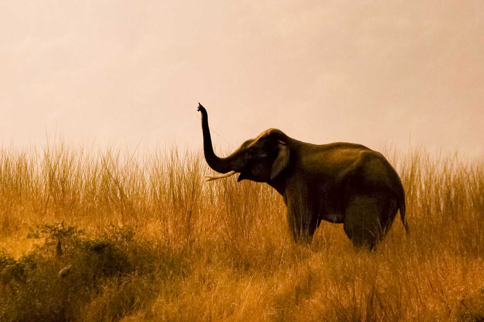 Jim Corbett National Park Wallpapers (16 images) - WallpaperCat