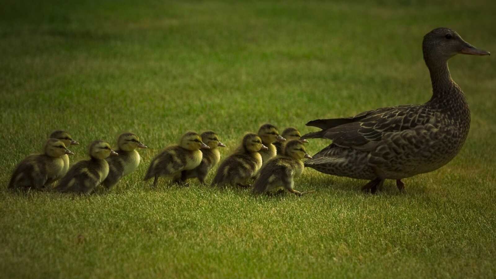 Duck Wallpapers (58 images) - WallpaperCat